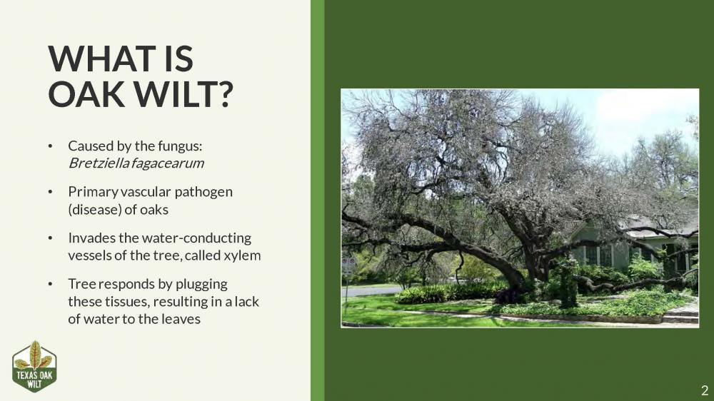 Oak Wilt Information | City of Rollingwood Texas