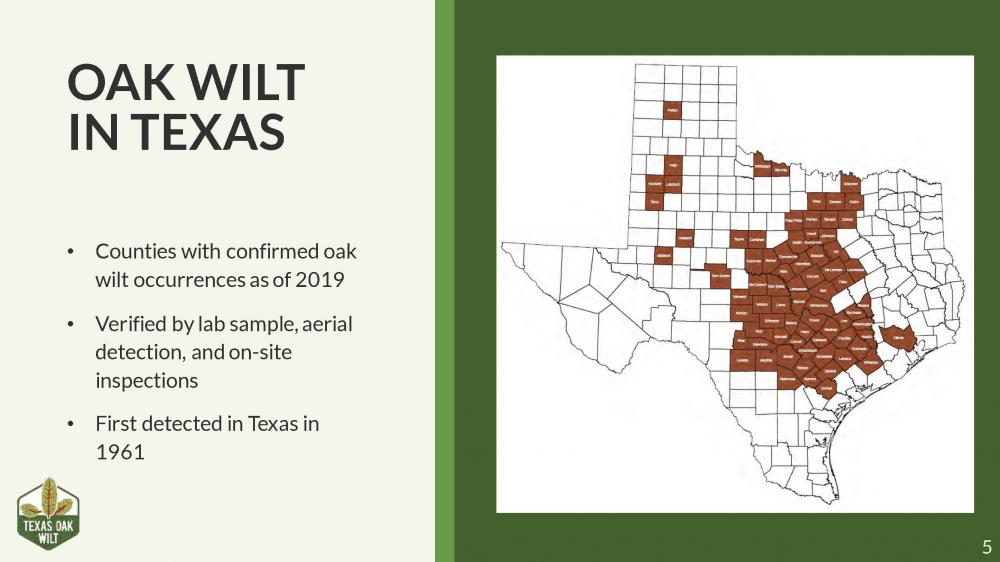 Oak Wilt Information | City of Rollingwood Texas