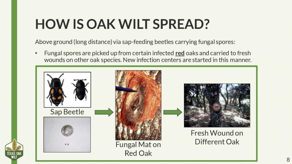 Oak Wilt Information | City of Rollingwood Texas
