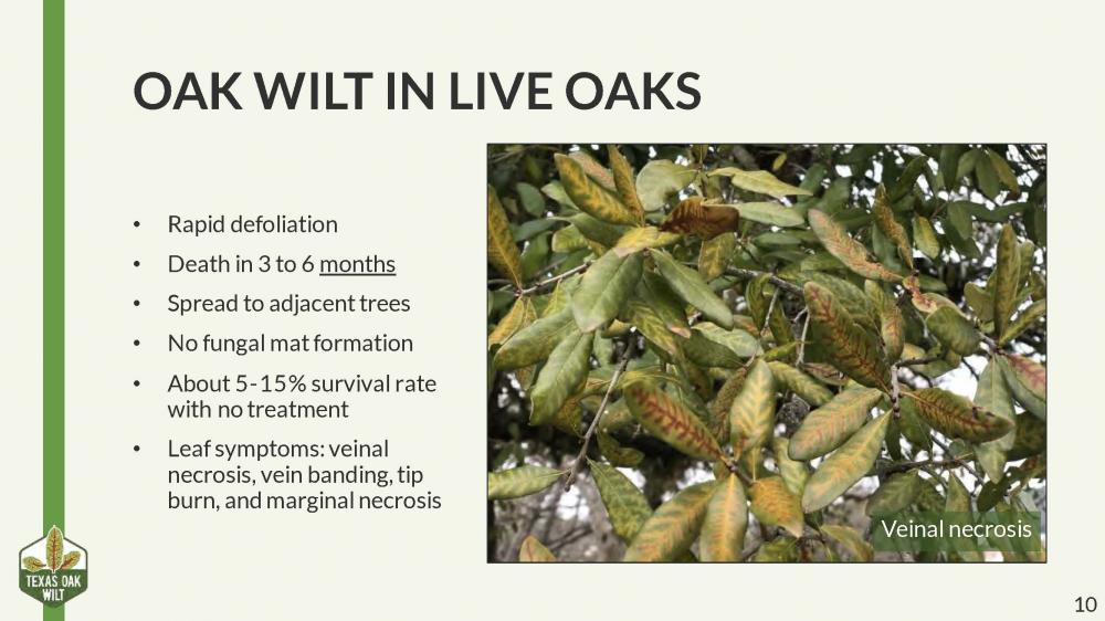 Oak Wilt Information | City of Rollingwood Texas