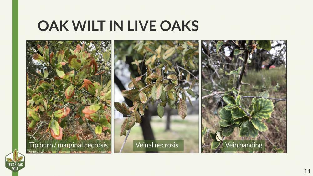 Oak Wilt Information | City of Rollingwood Texas