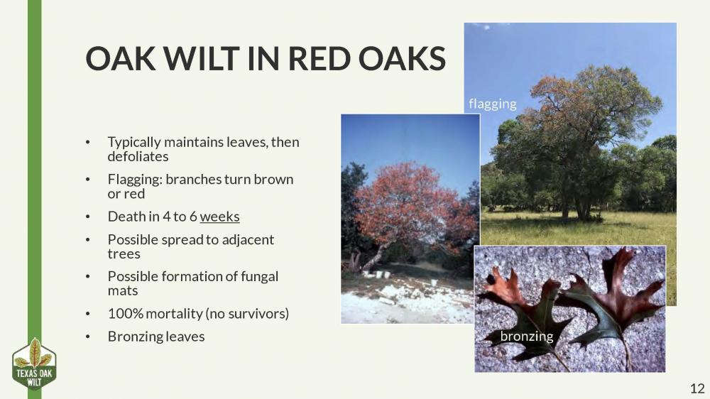 Oak Wilt Information | City of Rollingwood Texas