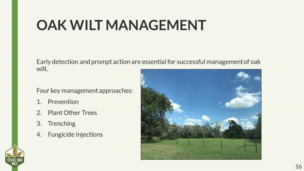 Oak Wilt Information | City of Rollingwood Texas